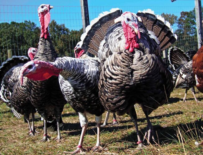 The Narragansett Turkey Breed - Grit